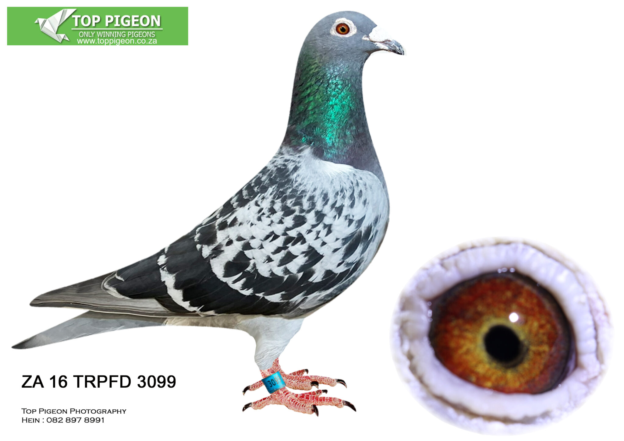 Lot 92 Kitchenbrand Lofts Auction 1-ZA 16 TRPFD 3099 CH H – club winner— SIRE:26044 Koopman ...