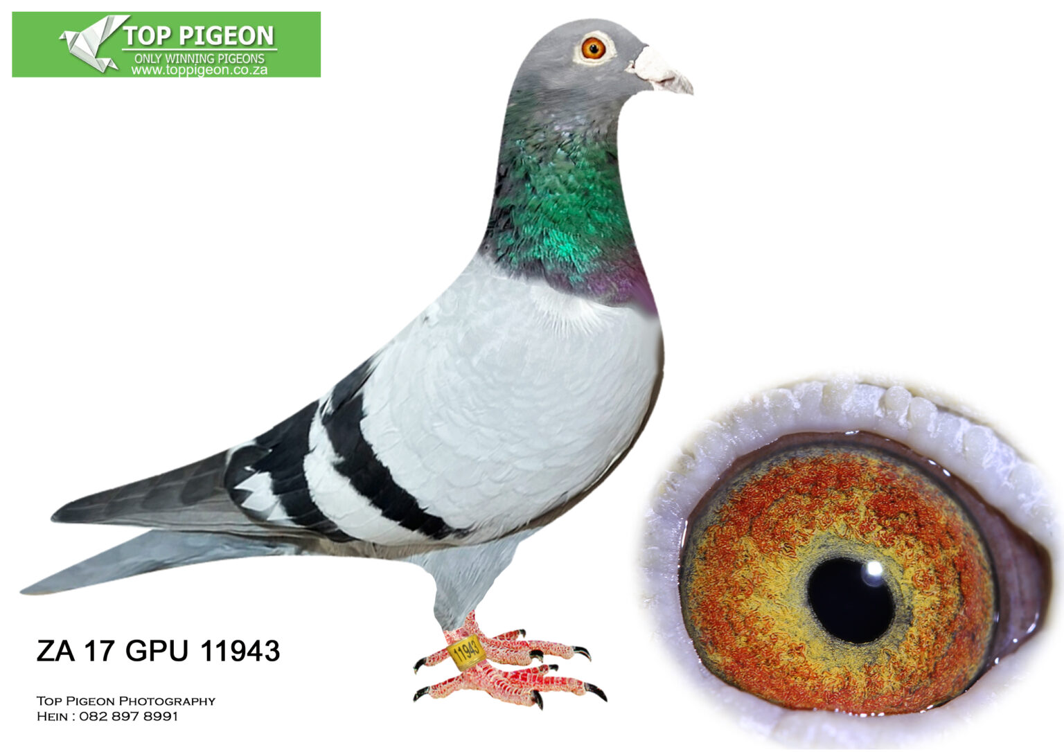 Lot 77 Kitchenbrand Lofts Auction 1-ZA 17 GPU 11943 BB C – SIRE: 1465 ZA 08 TRPF-D. JEFF ...