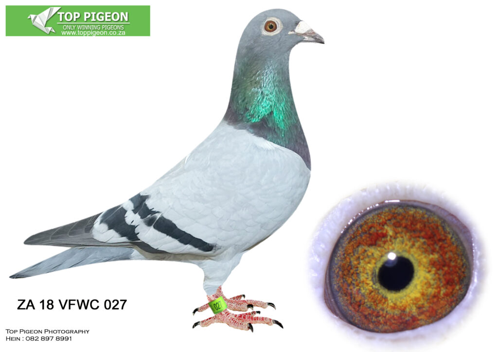 Lot 50 Kitchenbrand Lofts Auction 1-ZA 16 TRPF 20108 BBP C “BILLY BOY” club winner / 2nd TRPF ...