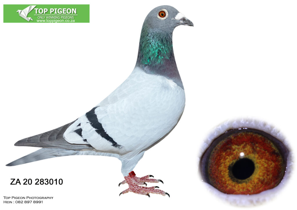 .LOT 8 SONSKYN ONE LOFT -LIONEL BOTHA – ZA 20 283010 – SEASON 21 – 23RD ...