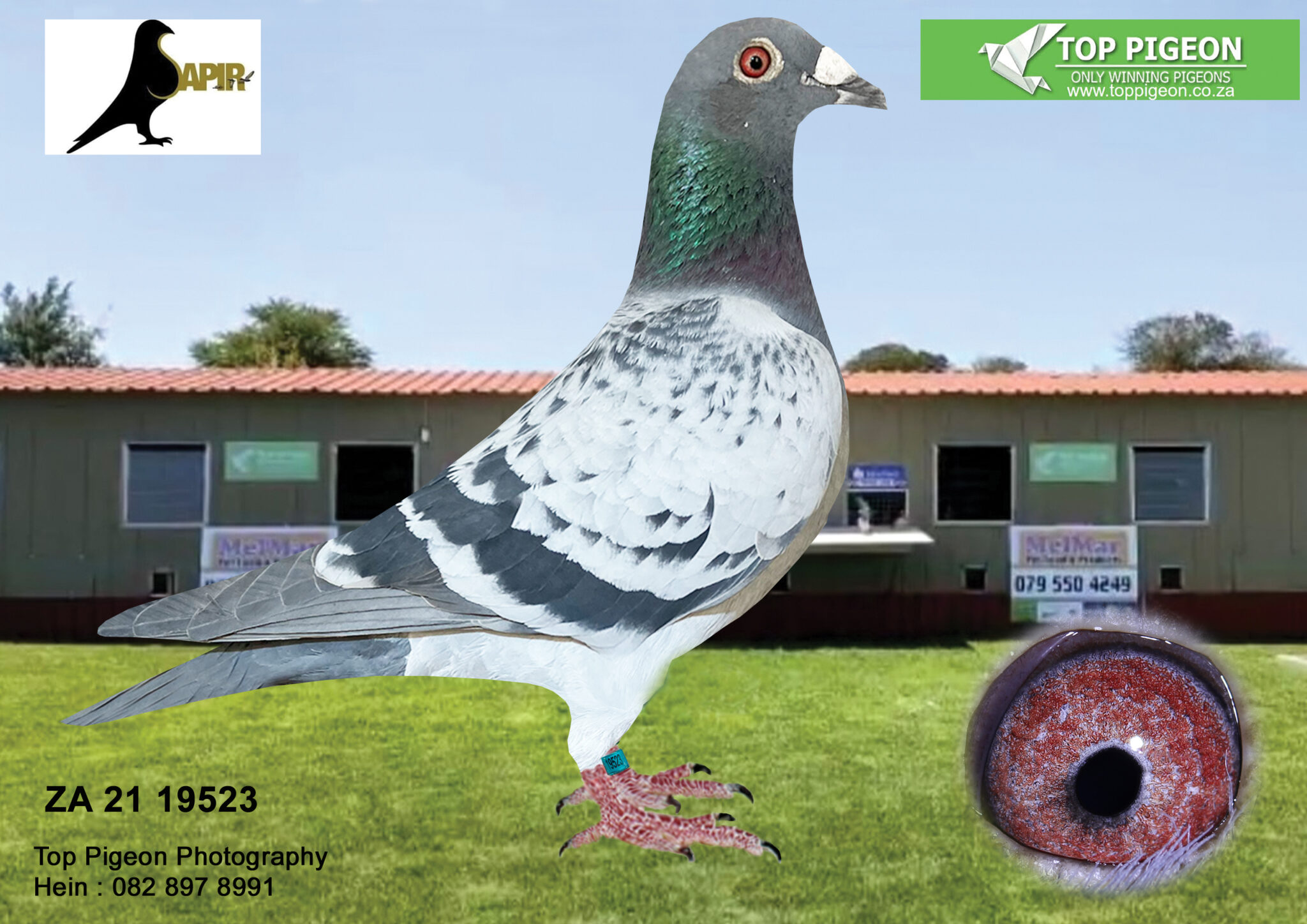 Lot 40 Sapir Auction 2-McDermott-ZA 19523 21 CH C – SIRE: ZA 16 TRPF 1953 . Flor Engels / Tom ...