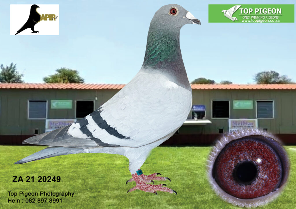 Lot 31 Sapir Auction 3-ACES-ZA 20249 21 BB C – OK Jenske is superbly bred and has all the best ...