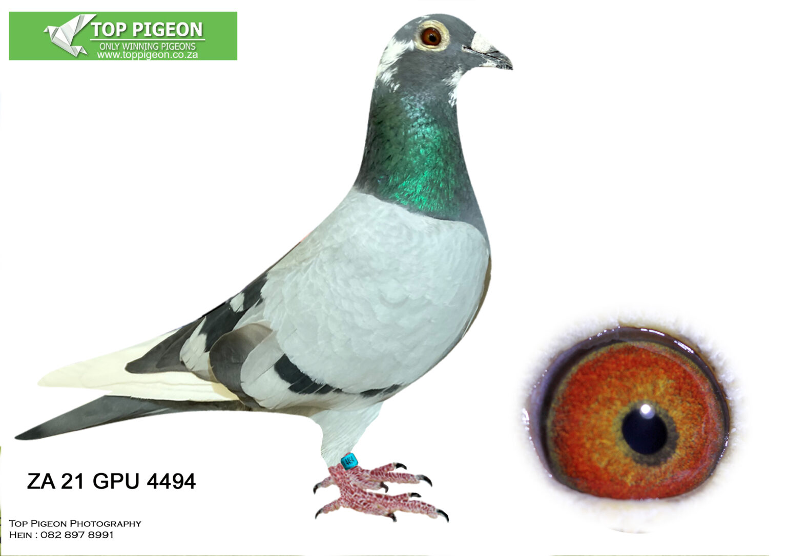 LOT 14 BENEKE LOFTS AUCTION 2 -ZA 21 GPU 4494 BBPD C – 12th Main Race ...