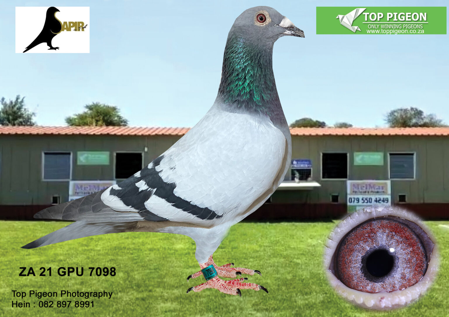 .Lot 8 Sapir Auction 3-Famous Blue Lofts-GPU 7098 21 BB C – SIRE: 90708 ZA 18 . ALWYN BESTER ...