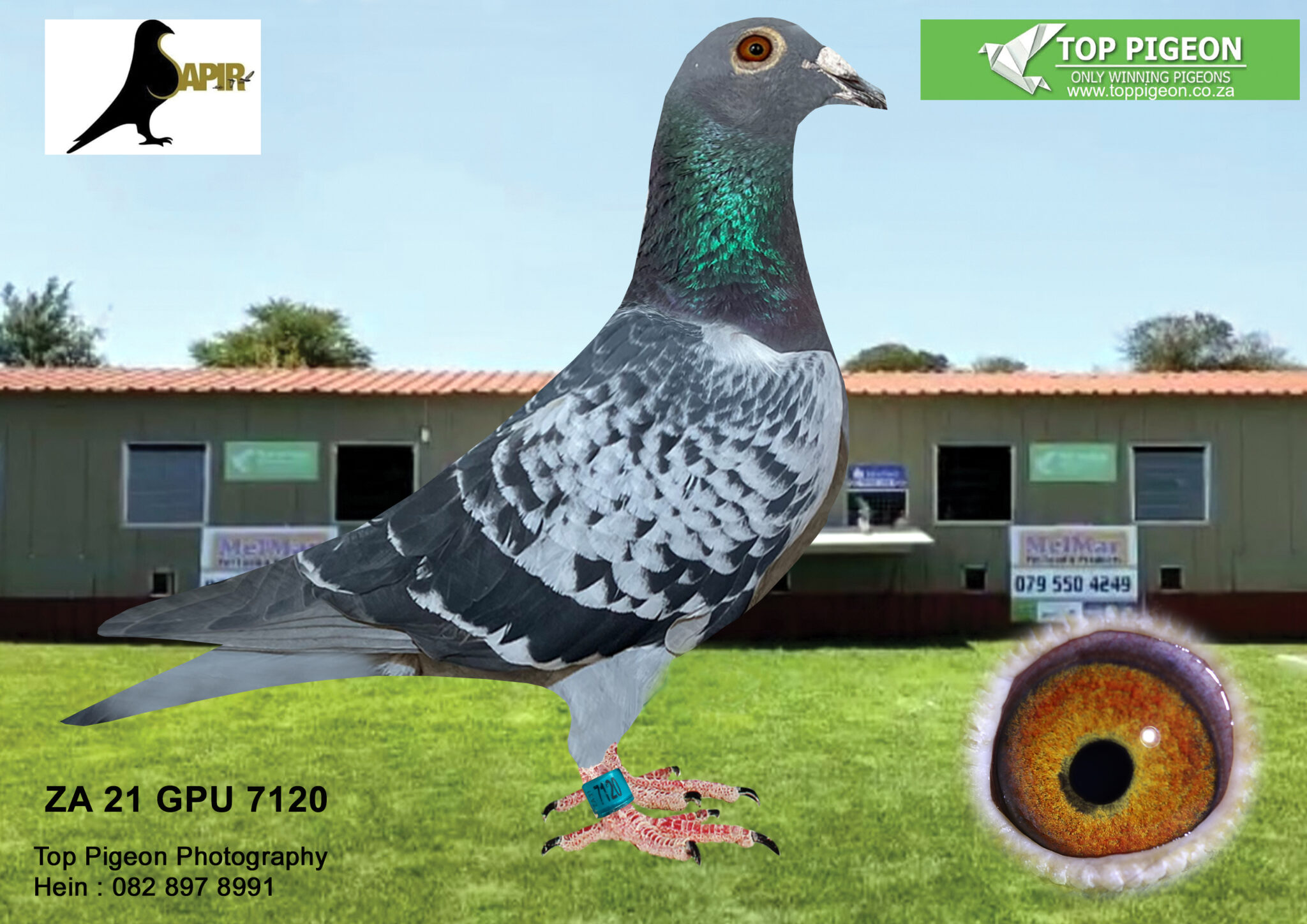 Lot 53D Sapir Auction 3-Famous Blue Lofts-GPU 7120 21 CH C – SIRE: 12525 ZA 12 GPU “SON OF GIBBS ...