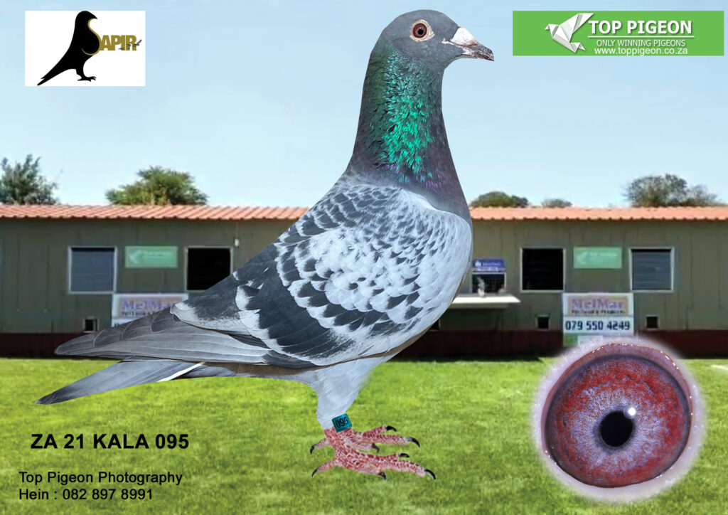 Lot 39 Sapir Auction 3-Kalahari Loots-KALA 095 21 CH C – SIRE: 10076 ZA ...