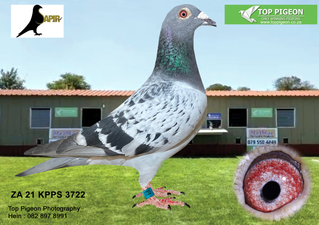 Lot 25 Sapir Auction 2-JTM & Aces-KPPS 3722 21 CH H – 34TH HOTSPOT AVERAGES , 40TH GRAND ...