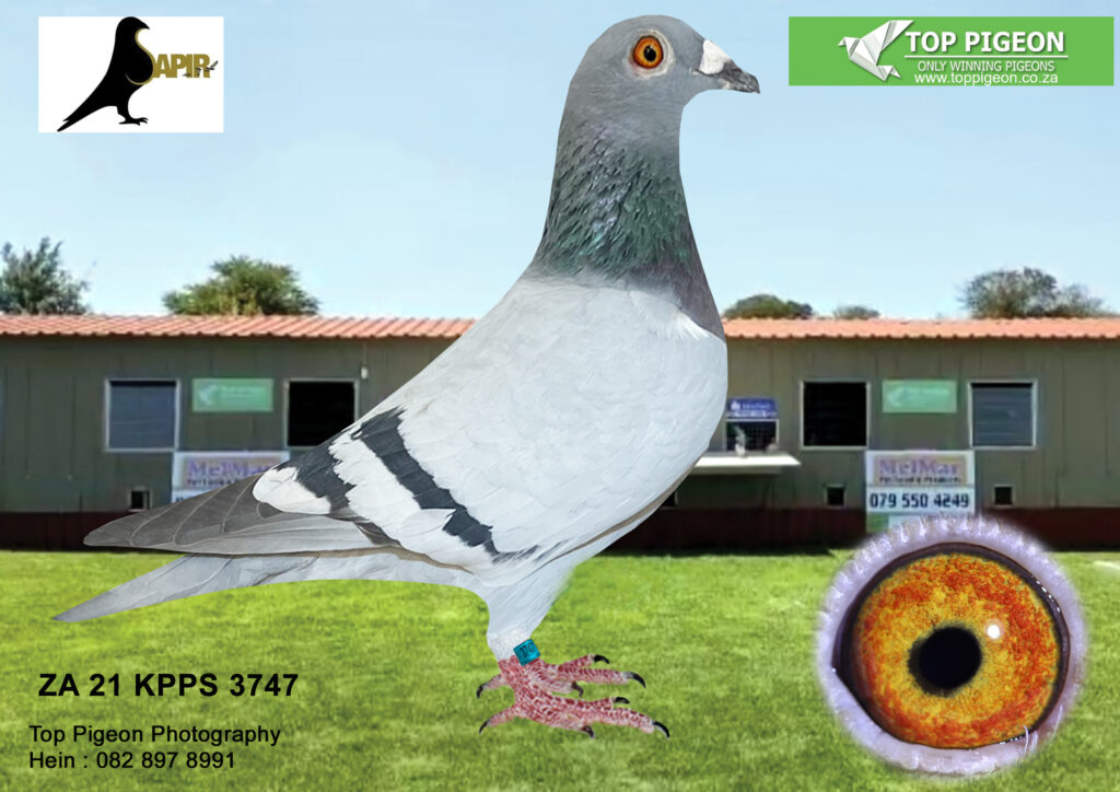 Lot 31 Sapir Auction 2-Aces-KPPS 3747 21 BB H – 73rd FINAL SAPIR 2022 , 189th GRAND AVERAGES ...