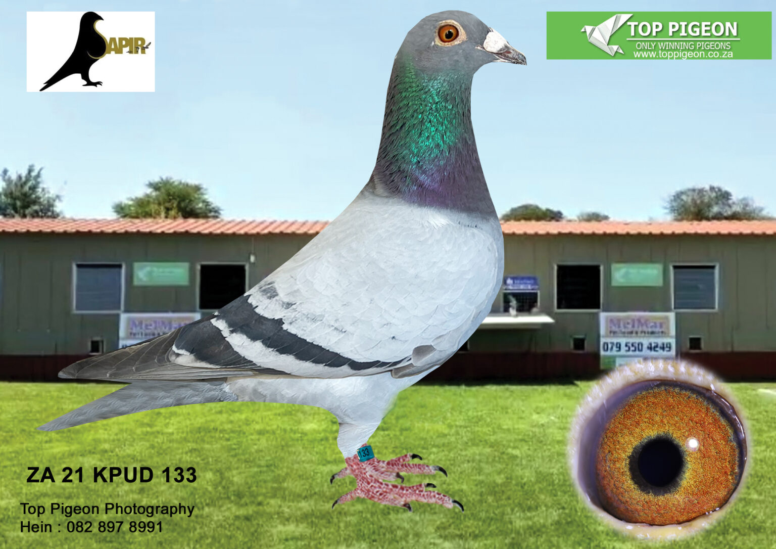 Lot 39 Sapir Auction 2-Ignis & Rooikat-KPUD 133 21 BBWF C – Bred directly from the granddaughter ...