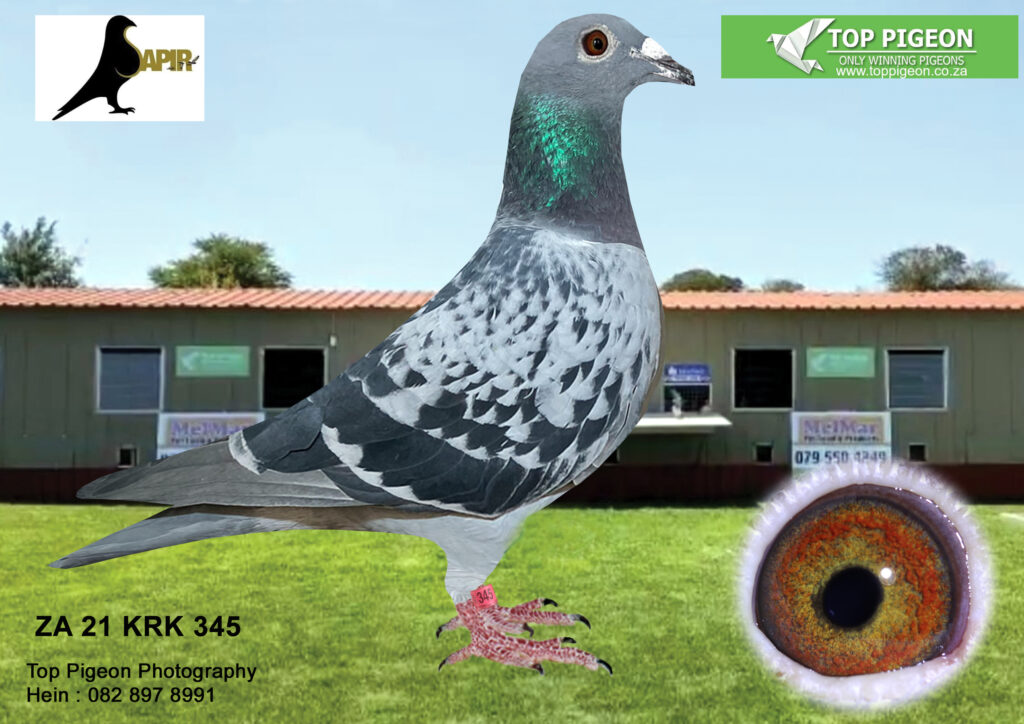 Lot 11 Sapir Auction 2-KM Hokke-KRK 345 21 CH H – 7th Challenge Race . Sire: 20 SNWF 015. KM ...