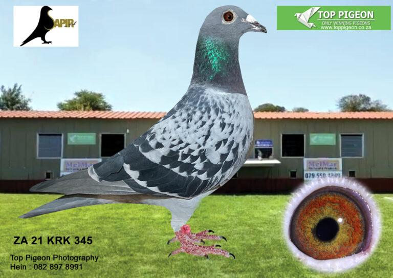 Lot 11 Sapir Auction 2-KM Hokke-KRK 345 21 CH H – 7th Challenge Race . Sire: 20 SNWF 015. KM ...