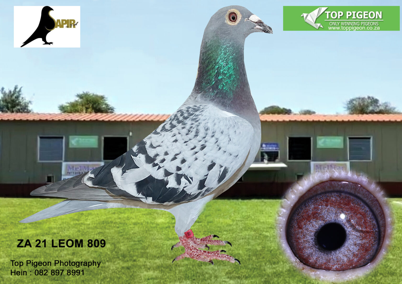 Lot 22 Toppigeon January Auction-809 21 CH H – 21ST ACE PIGEON , 21ST ...