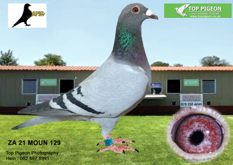 Lot 48 Sapir Auction 2-JJJ Lofts-MOUNT 129 21 BB H – Sire: ZA 18 MOUN 692. Alias “FAITH FOREVER ...