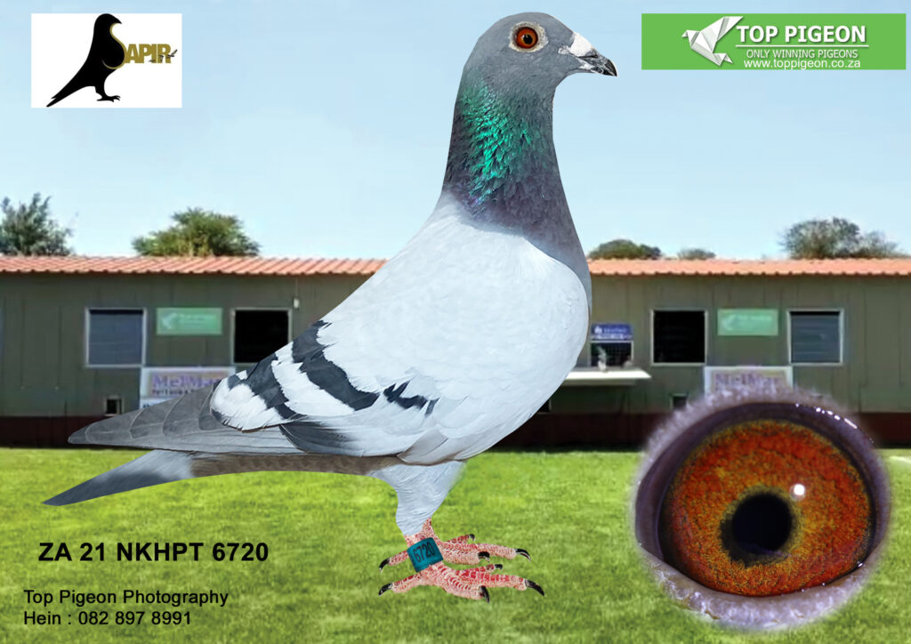 Lot 13 Steven Fouche Ace Pigeons-ZA 21 NKHPT 6720 BB C – Positions ...