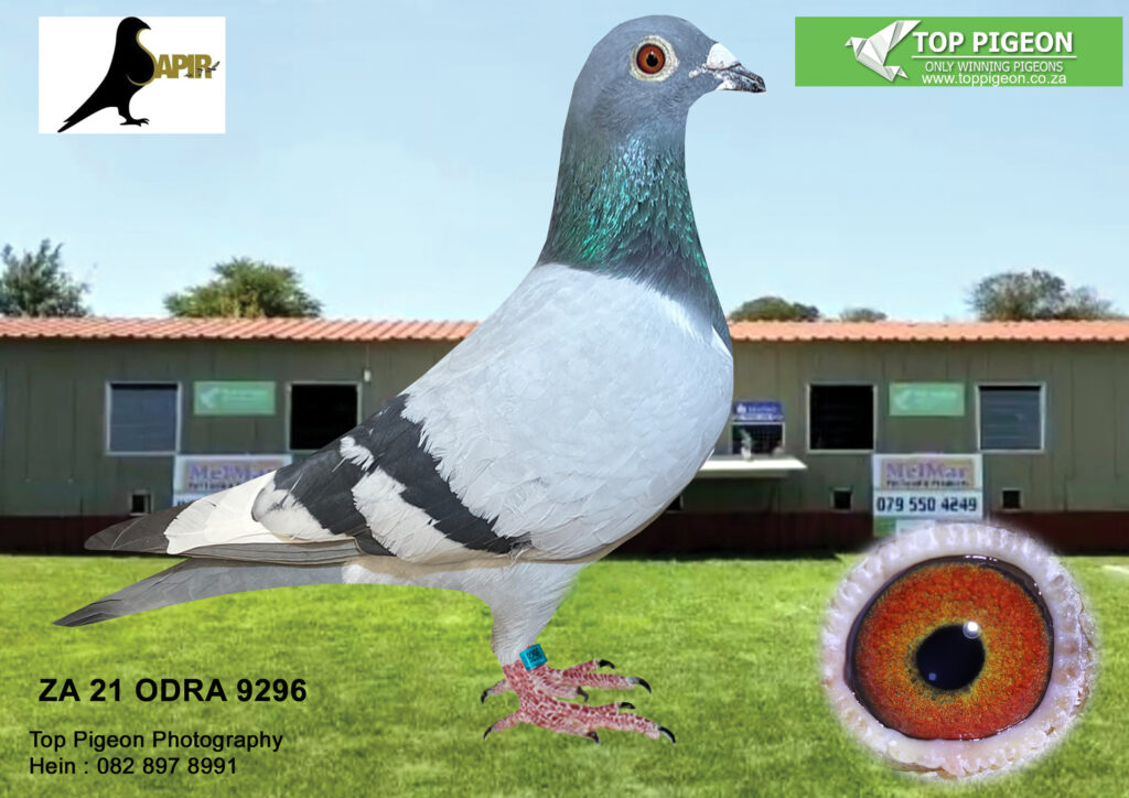 .LOT 2 TOP PIGEON MID AUGUST – –ZA 21 ODRA 9296 BBWF C (BRED BY WITPEN ...