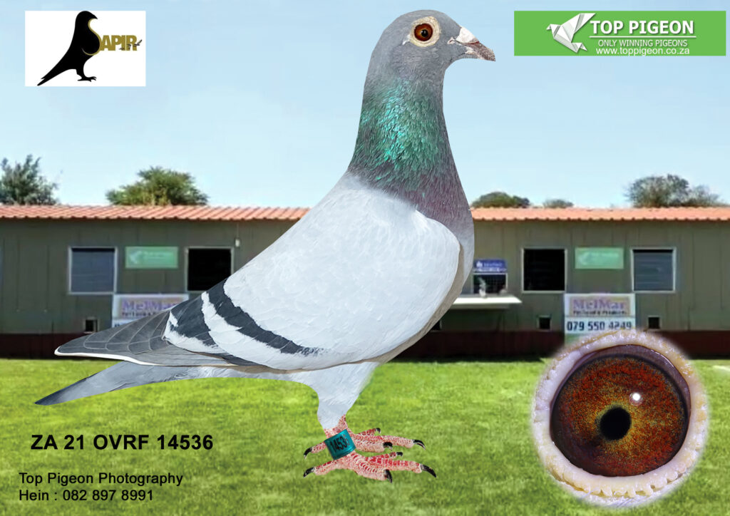 .Lot 6 Sapir Auction 3-Bevler Lofts-OVRF 14536 21 BBWF H – SIRE: 9297 ZA 19 GPU . BENCHMARK ...