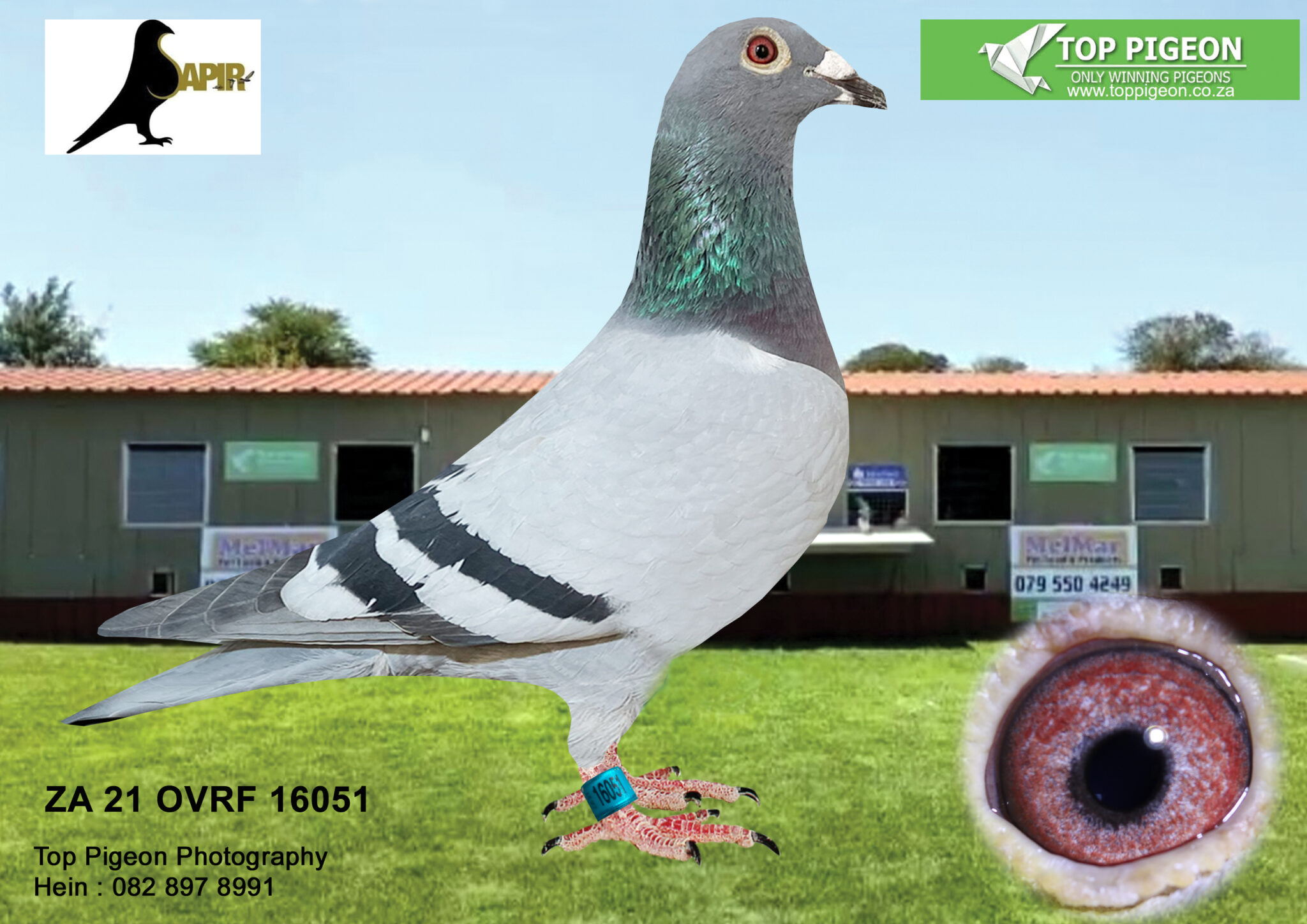 .Lot 7 Sapir Auction 2-Van Niekerk Hokke-OVRF 16051 21 BB C – “Machine” 29th Main Race , 38th ...