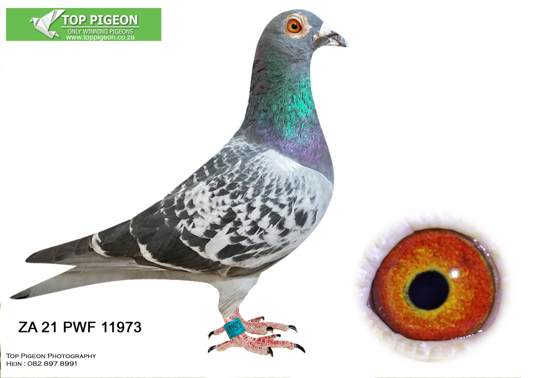 LOT 18 BENEKE LOFTS AUCTION 2 -PWF 11973 21 CH C – “Blaire” 24th Main Race SAPIR 2022 . 18th ...