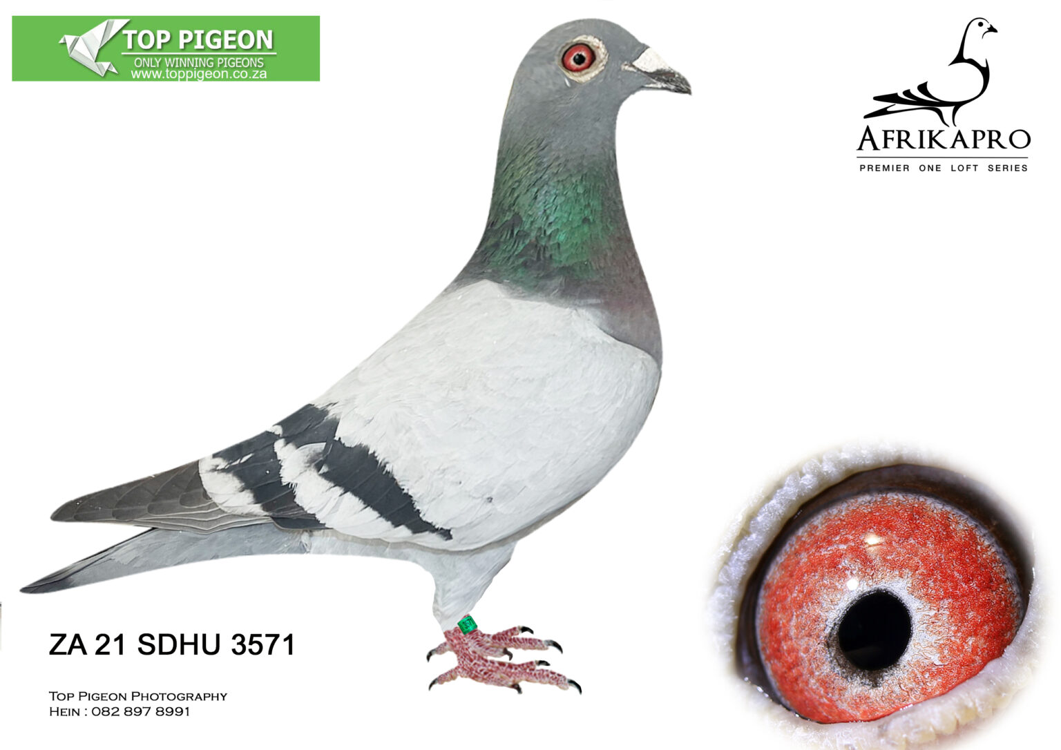 t…Lot 109 AFRIKAPRO Auction-Team Vision-ZA 21 SDHU 3571- —SIRE: 39009 ...