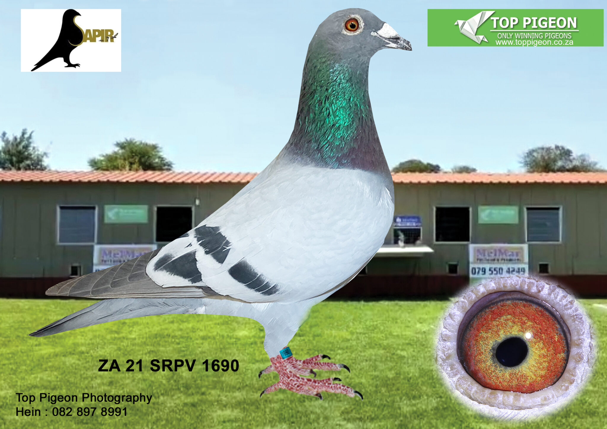 Lot 29 Sapir Auction 2-Loft Einkamerer-SPVP 1690 21 BB H – Sire:715 SRSP 20 “Dwart” Einkamerer ...