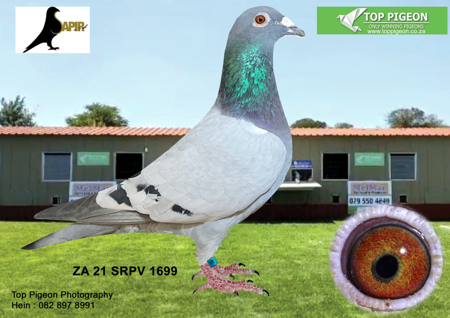 Lot 30 Sapir Auction 2-Loft Einkamerer-SVPV 1699 21 BB H -Sire: ZA SRSPV 940-20 “Black Lonebird ...