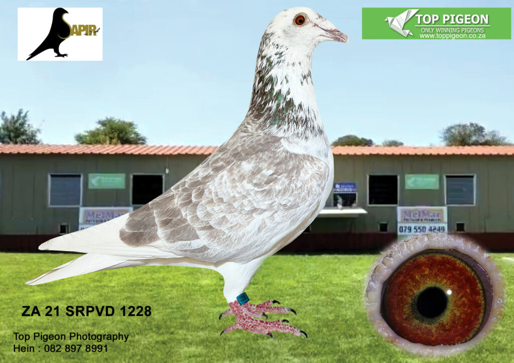 Lot 43 Sapir Auction 3-Willie Munnik-SPRVD 1228 21 RGRI C – IRE: VNRF ...