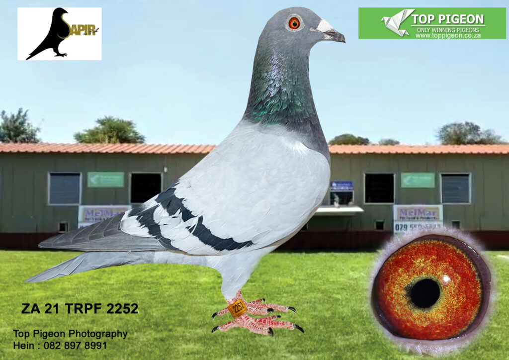 .Lot 5 Sapir Auction 3-African Queens-TRPF 2252 21 BB H – 50TH MAIN ...