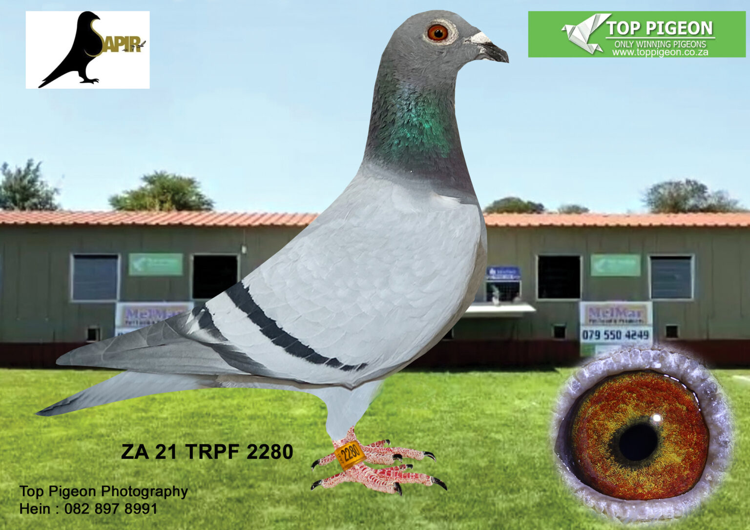 Lot 10 Steven Fouche Ace Pigeons-ZA 21 TRPF 2280 BB H — Full Sister to ...