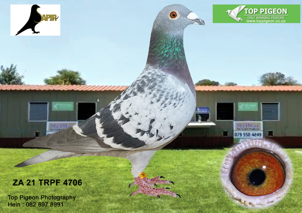 Lot 38 Sapir Auction 2-Bradburry & Freeman-TRPF 4706 21 CH H – 38TH ...