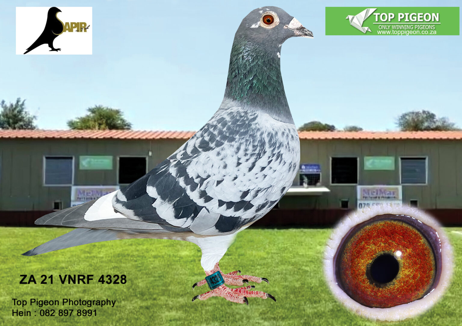 Lot 11 Sapir Auction 3-3 Neefs-VNRF 4328 21 CHPD C – 16TH HOTSPOT 4 —– SIRE: 19 NB 2074 . FOETIE ...