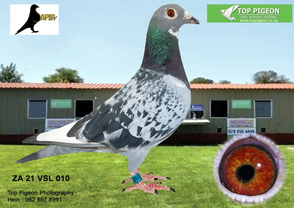 Lot 18 Sapir Auction 2-Appelcryn & Aces-VSL 010 21 CHP H – 81ST FINAL SAPIR 2022 176 GR AVER ...