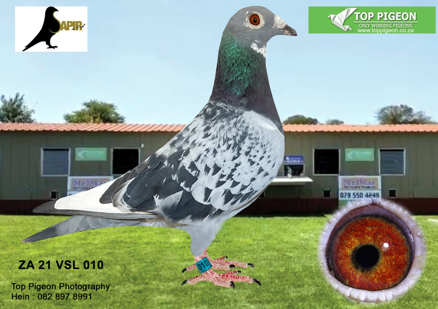 Lot 18 Sapir Auction 2-Appelcryn & Aces-VSL 010 21 CHP H – 81ST FINAL SAPIR 2022 176 GR AVER ...