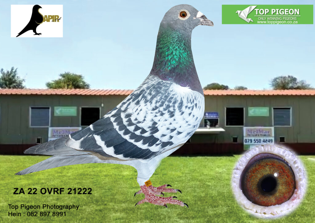 Lot 15 Sapir Auction 2-Poena & Riaan-OVRF 21222 22 CH C – “Napolion ...