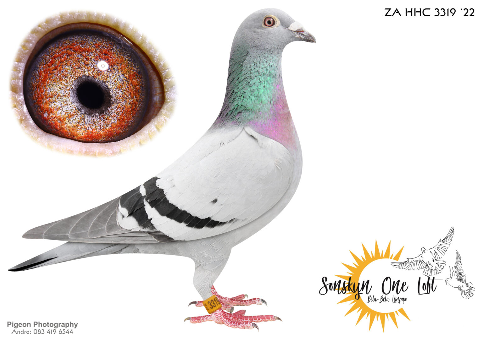 LOT 17 SONSKYN ONE LOFT -DAVE GILBERT – ZA 22 HHC 3319 BB – GILBERT / JANSEN. 14TH MAIN RACE ...