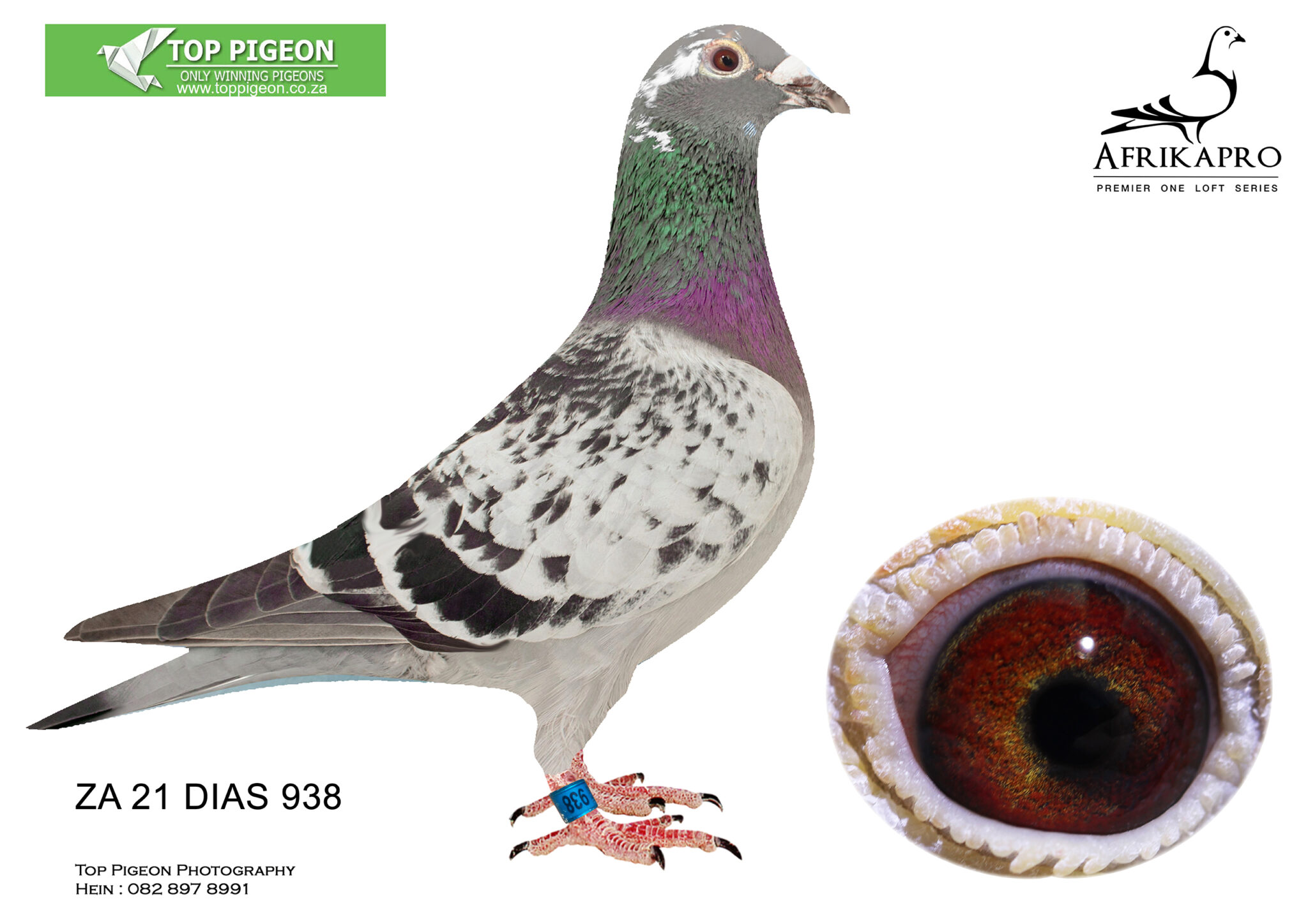 Lot 34 AFRIKAPRO Auction-Webster Lofts-ZA 21 DIAS 938 – Entered into AfricaPro Int. OLR 4th Race ...