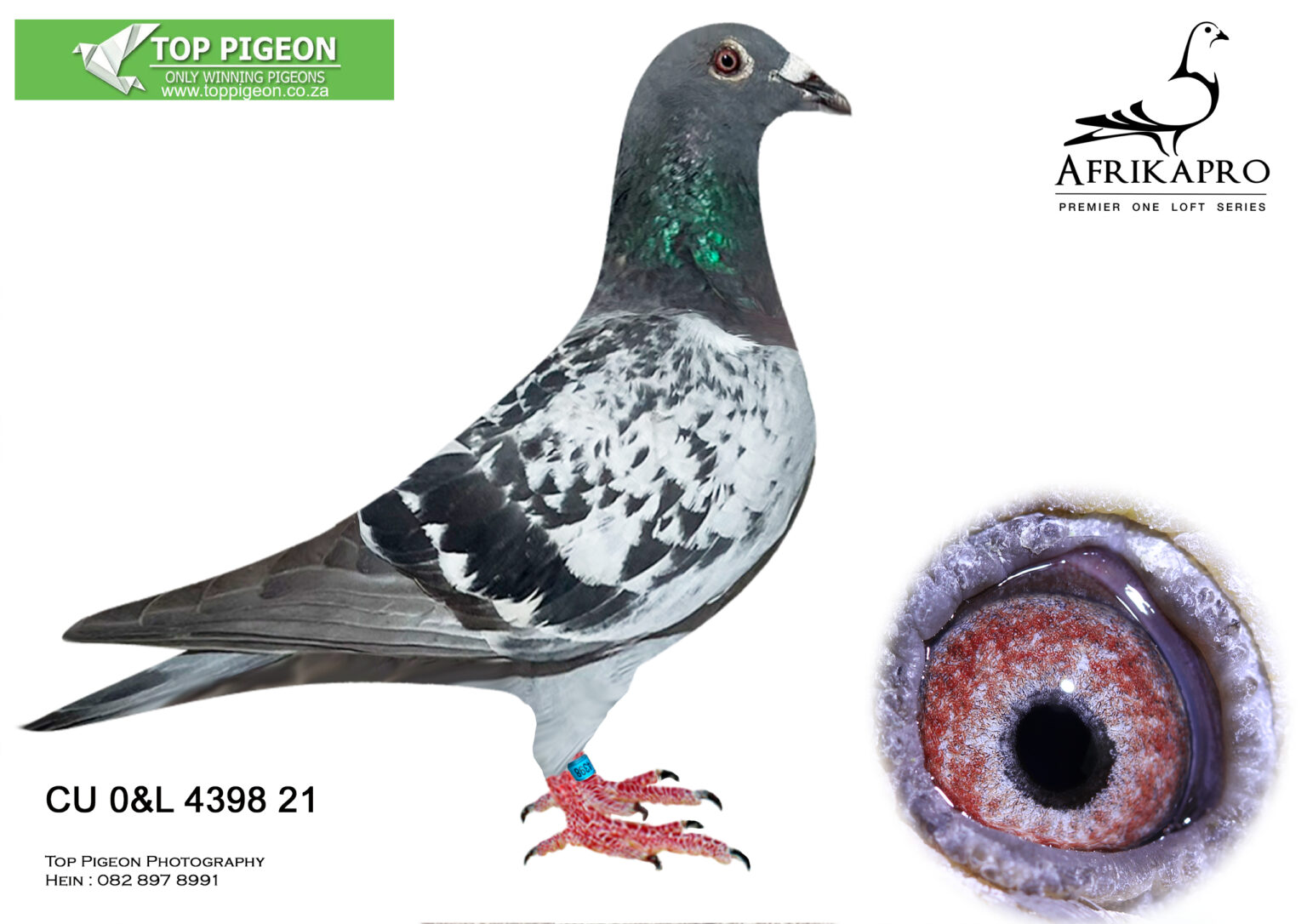 t..Lot 106 AFRIKAPRO Auction 2-O & L de Vries-CU 21 4398 O & L – Sire ...