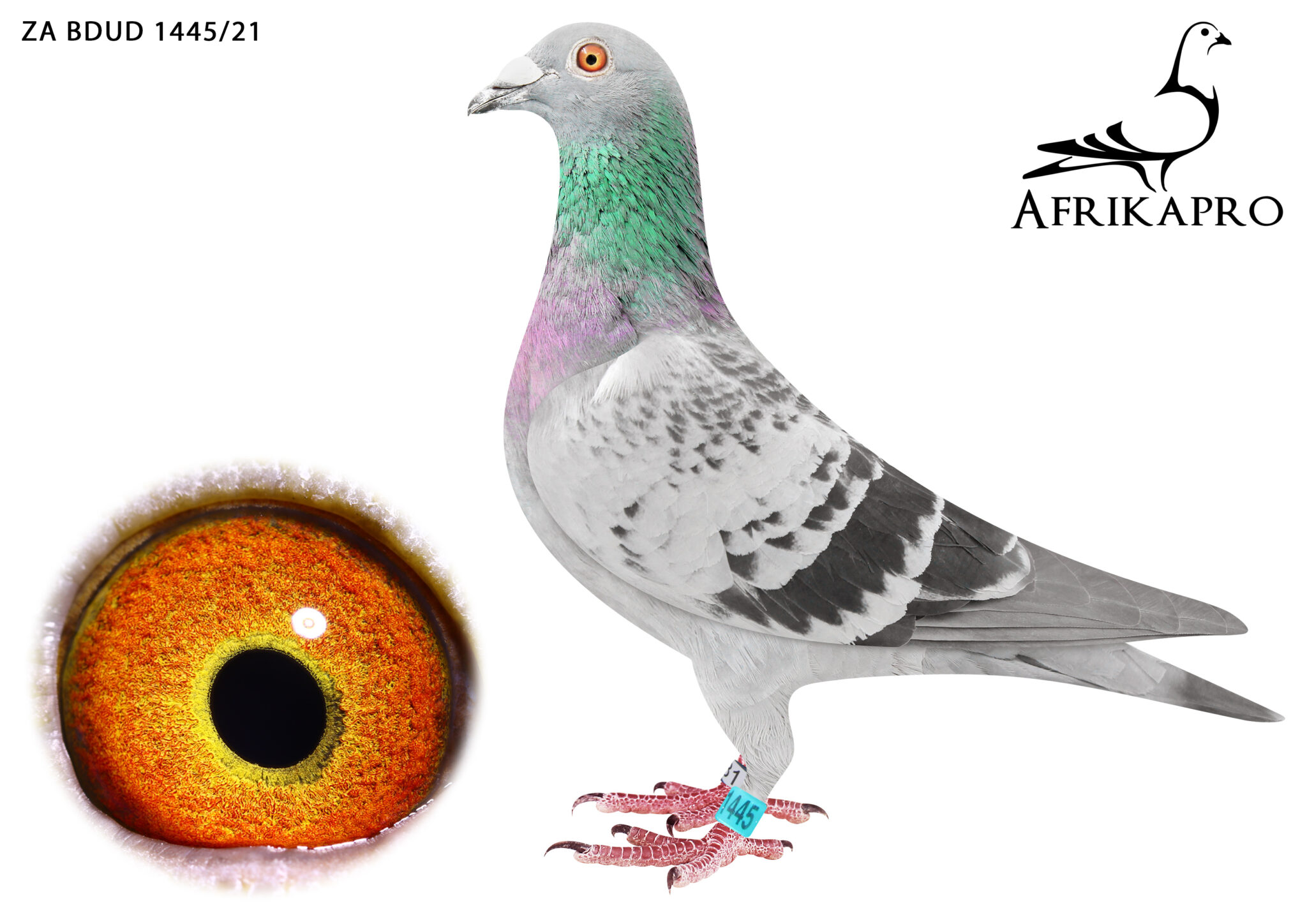 Lot 73 AFRIKAPRO Auction 2-Xafari.com-ZA 21 BDUD 1445 – Sire: 732 PDHU ...