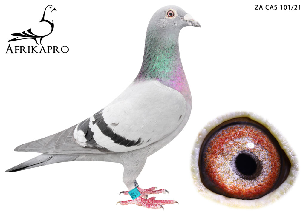 Lot 78 AFRIKAPRO Auction 2-Karoo Afrika Syndicate-ZA 21 CAS 101 — Sire ...