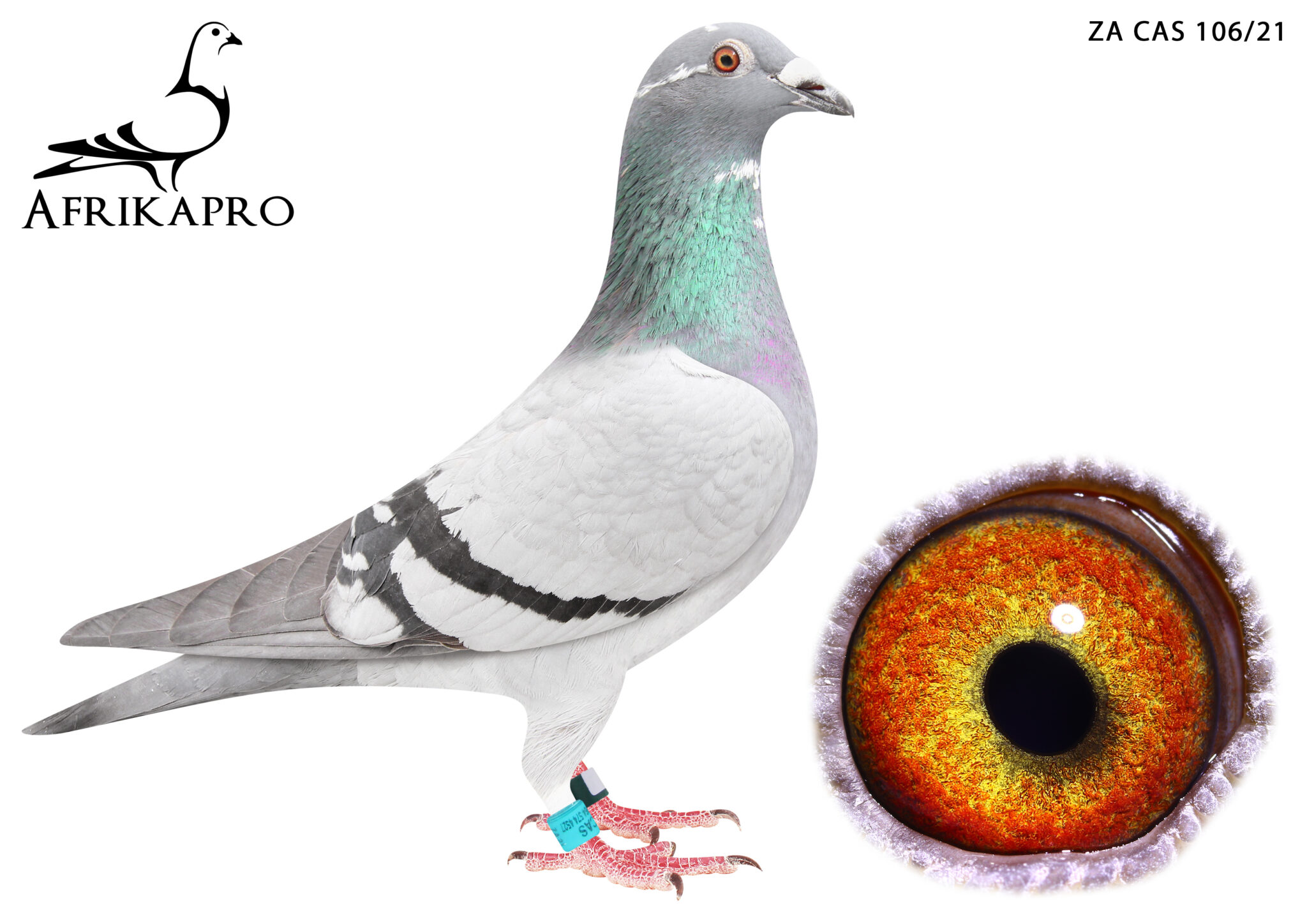 Lot 49 AFRIKAPRO Auction 2-Karoo Afrika Syndicate-ZA 21 CAS 106 – Sire ...