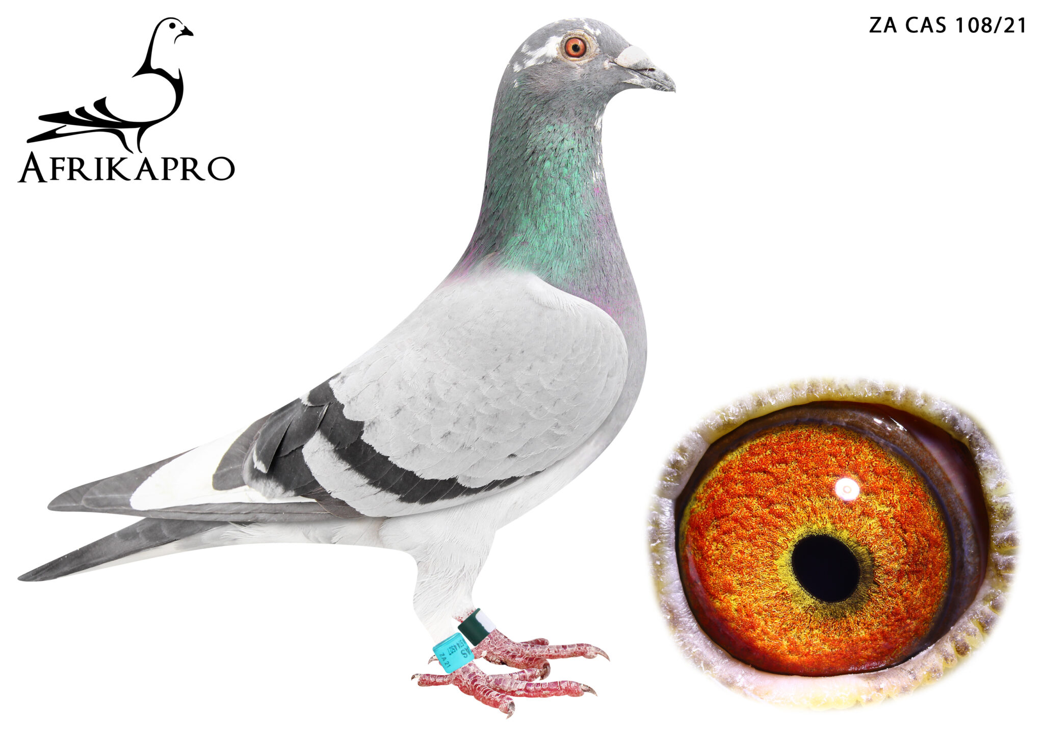 Lot 66 AFRIKAPRO Auction 2-Karoo Afrika Syndicate-ZA 21 CAS 108 “Dean ...