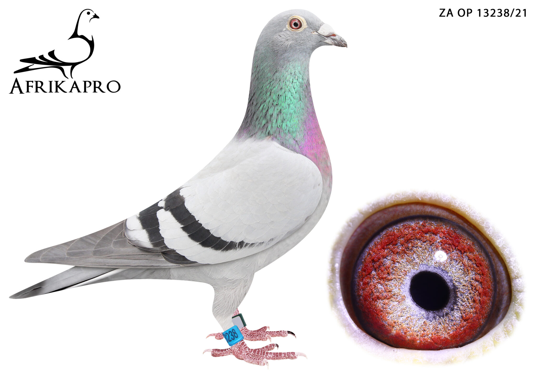 Lot 26 AFRIKAPRO Auction 2-Gavin & Anthony Lamprecht-ZA 21 OP 13238 ...