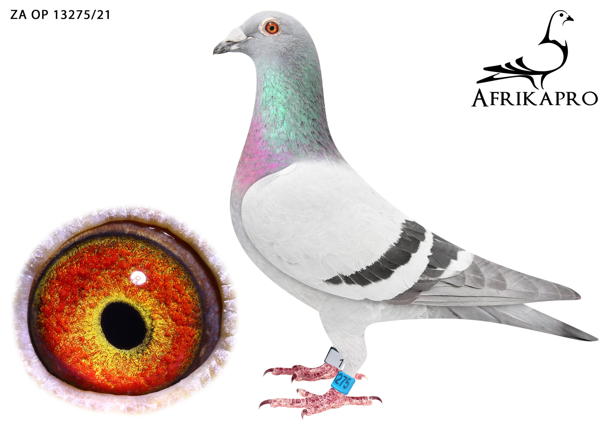 Lot 15 AFRIKAPRO Auction 2-Gavin & Anthony Lamprecht-ZA 21 OP 13275 ...