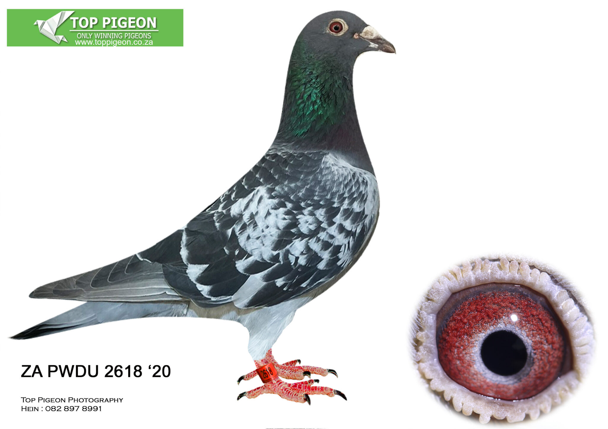 LOT 35 TOP PIGEON EASTER-ZA 20 PWDU 2618-Alias “NICOLA”- Color: Blue ...