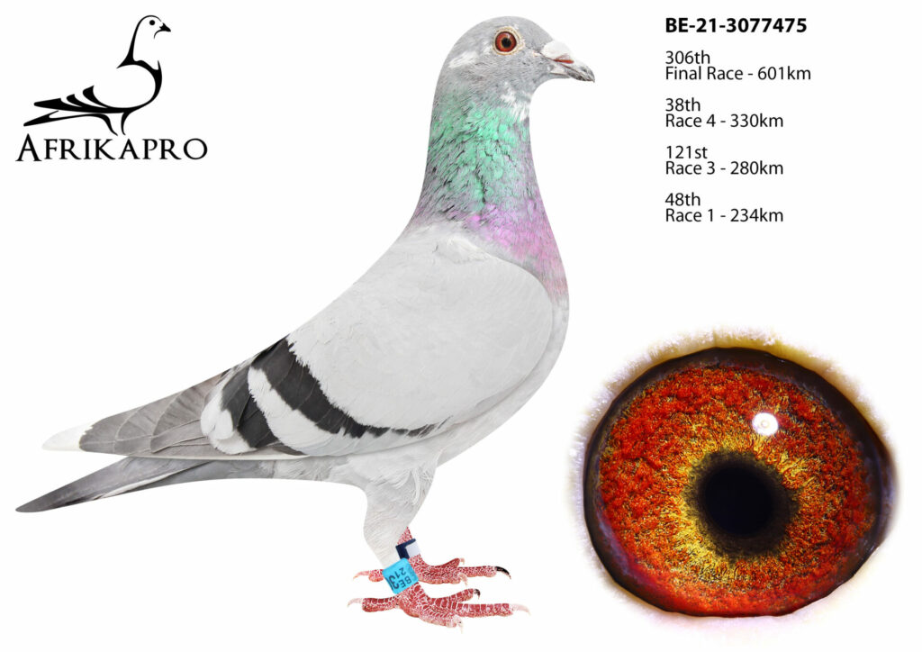 LOT 15 TOP PIGEON GOLD BE 21 3077475 BBPD HEN ———- A GRANDAUGHTER OFF ...