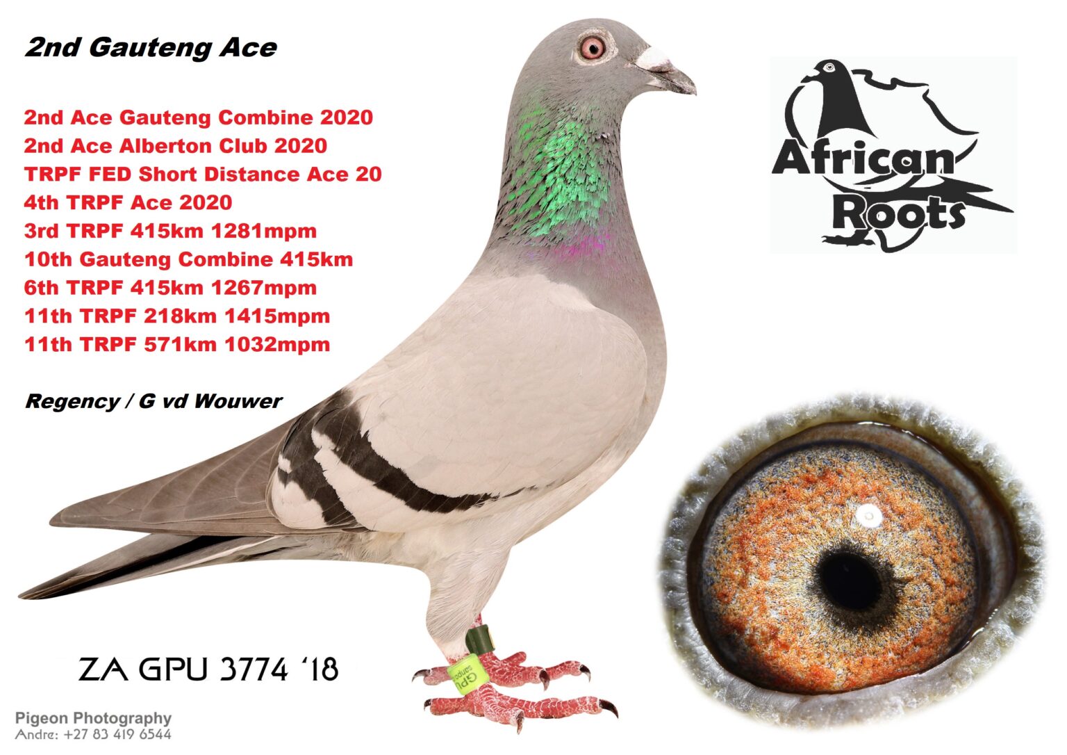 Lot 21 Steven Fouche Ace Pigeons -ZA 18 GPU 3774 BB H—-2nd Ace Pigeon ...