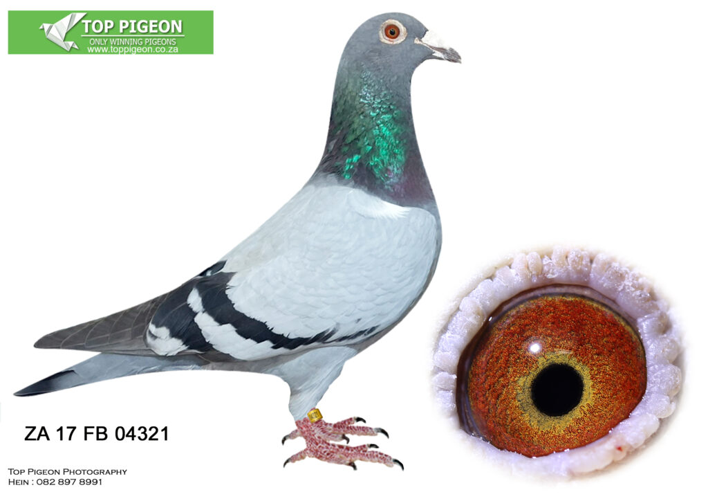 Lot 29 Racing Silver Back Stud-ZA 17 FB 04321 BB – Hardy Kruger . —- Sire: ZA FB 63433-15. “With ...