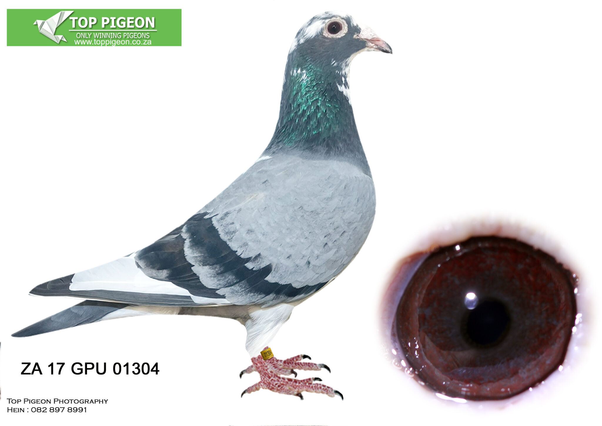 Lot 72 Kitchenbrand Lofts Auction 2-ZA 17 GPU 01304 – SIRE : ZA 0020 ND ...