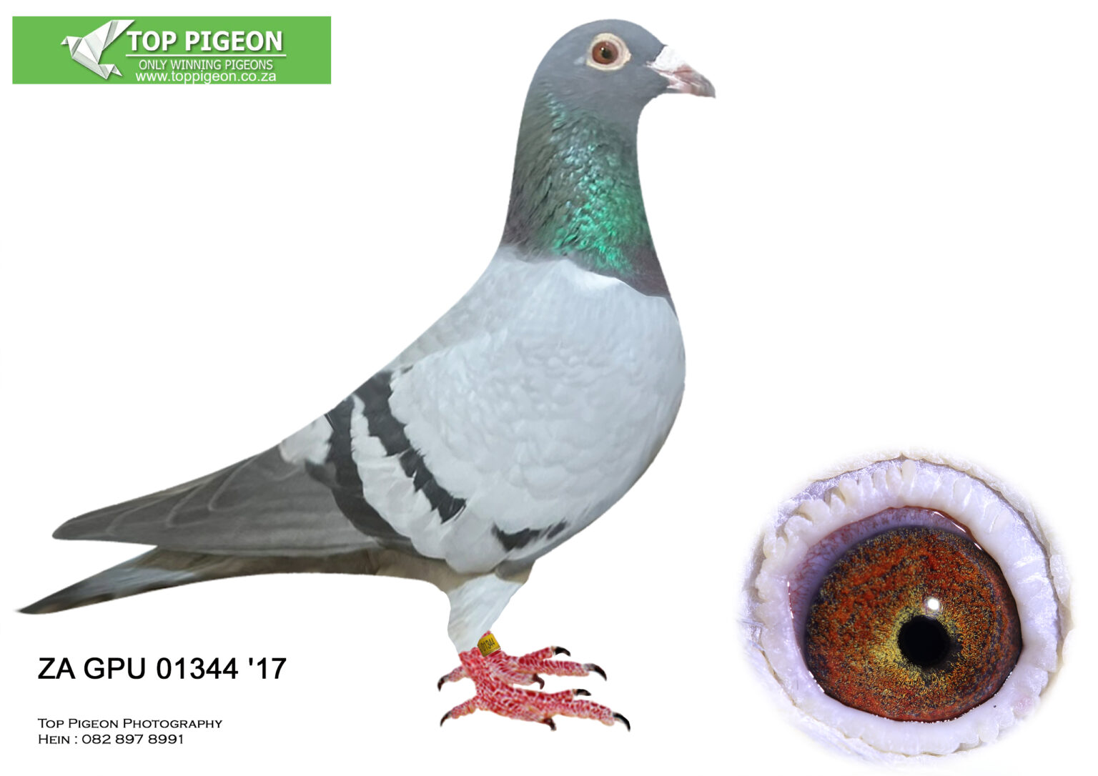 t..Lot 121 Kitchenbrand Lofts Auction 2-ZA 17 GPU 01344 – 1ST ALB CLUB GPU VERKEERDEVLEI —-SIRE ...