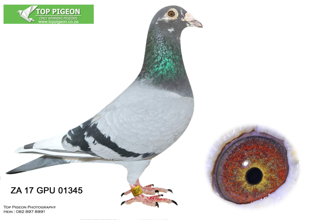 t..Lot 125 Kitchenbrand Lofts Auction 2- ZA 17 GPU 01345 – SIRE: 8935 ZA 16 TRPF. THIS COCK IS ...