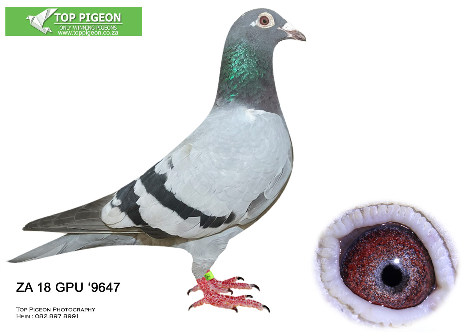 .LOT 8 MID MAY – ZA 18 GPU 9647 (BRED BY KITCHENBRAND LOFTS) – SIRE: 24315 ZA 13 TRPF-D. THIS IS ...